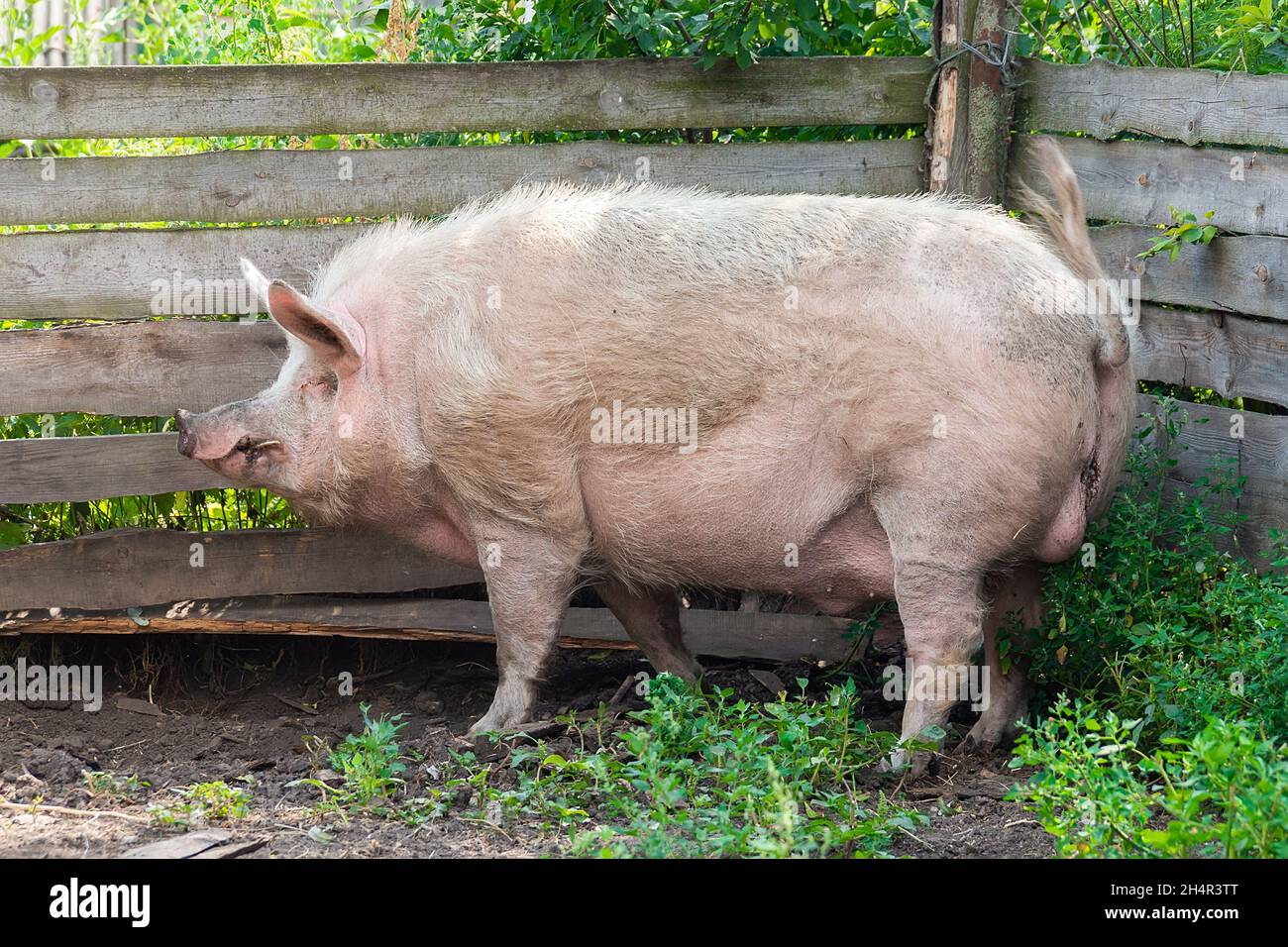 Pink pigs on the farm. Swine at the farm. Meat industry. Pig farming to ...