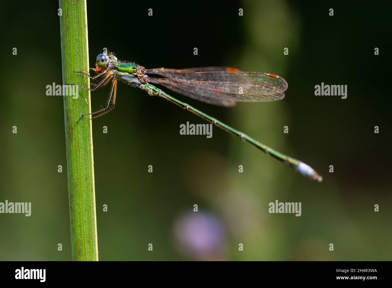 Dragonfly sitting on a dry stick, wildlife. A thin blue dragonfly sits ...