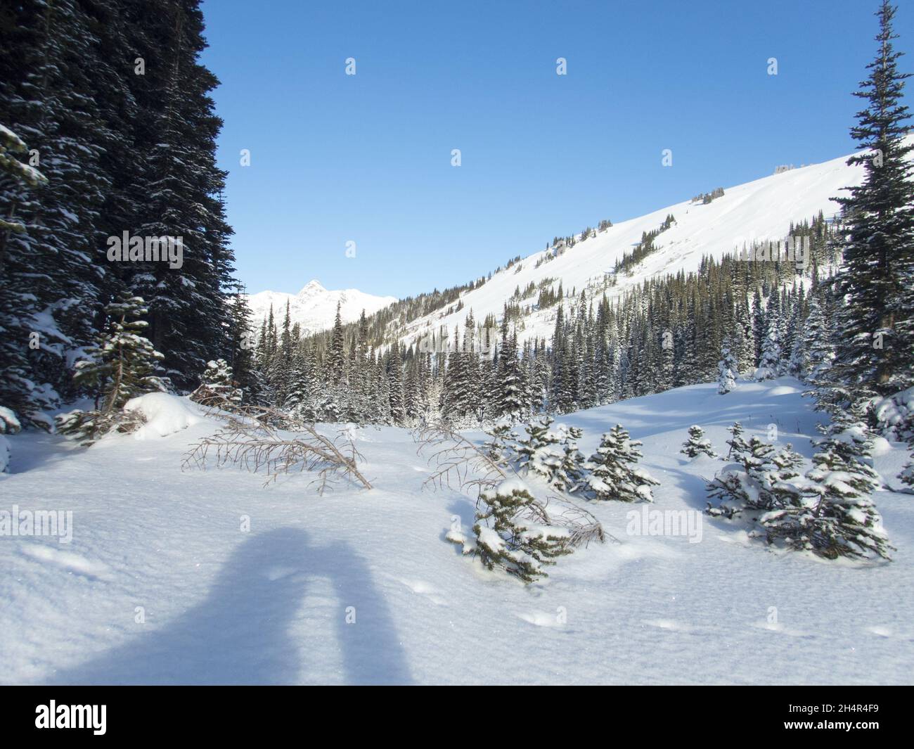Beautiful winter landscape with pine trees Stock Photo - Alamy