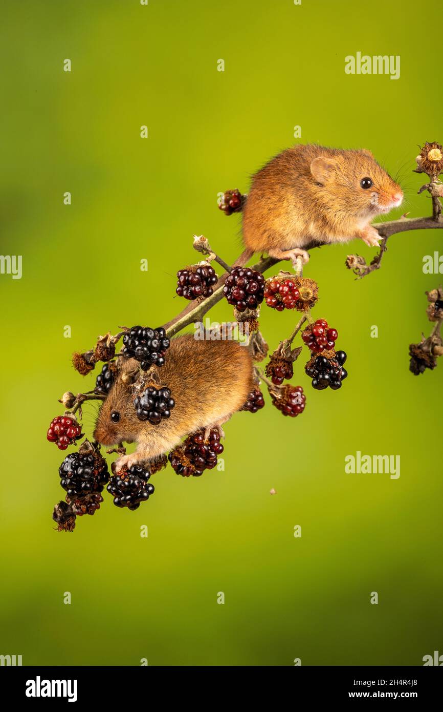 Vertical closeup of the Eurasian harvest mice Stock Photo - Alamy