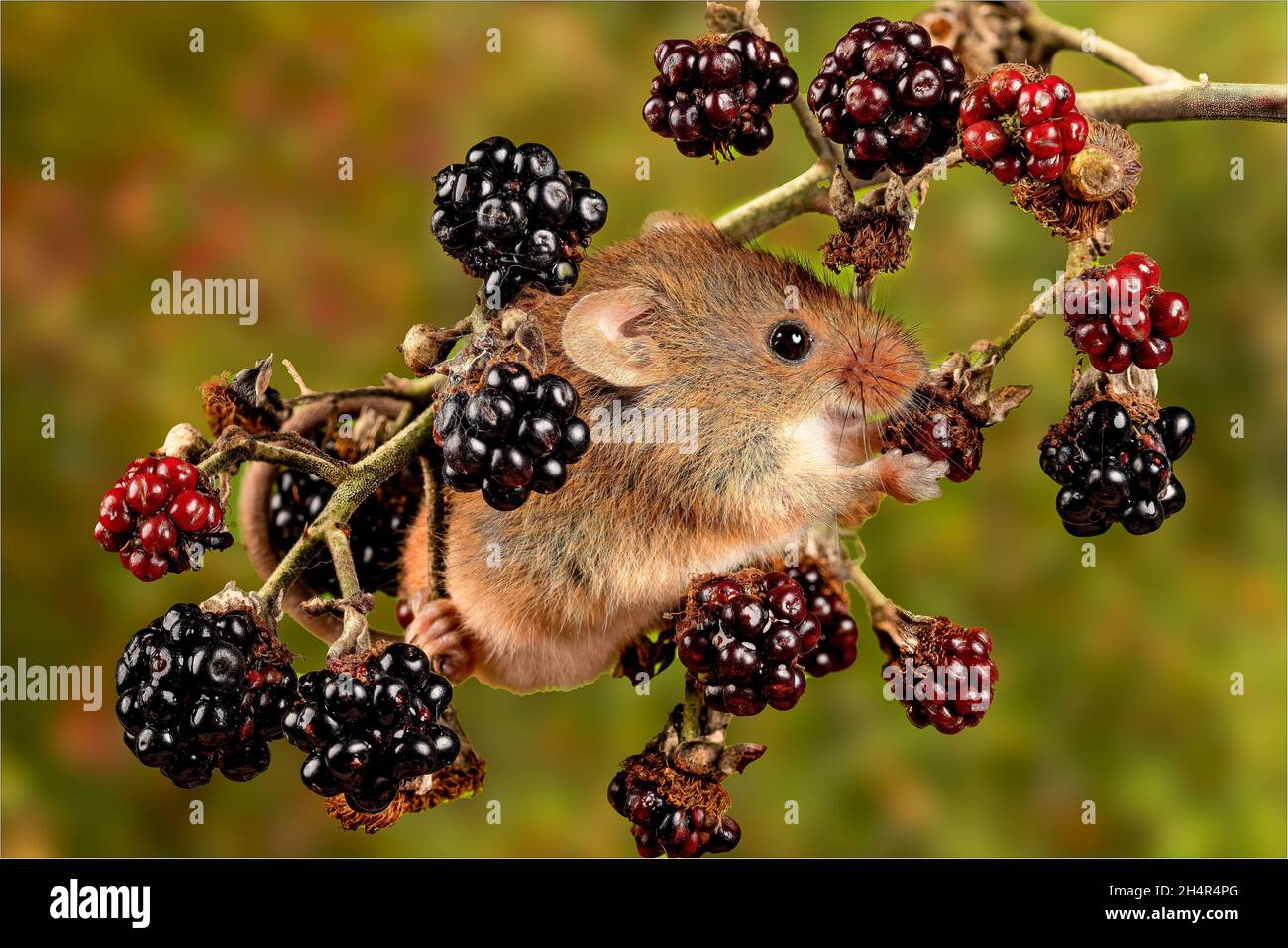 Harvest mouse berries hi-res stock photography and images - Alamy