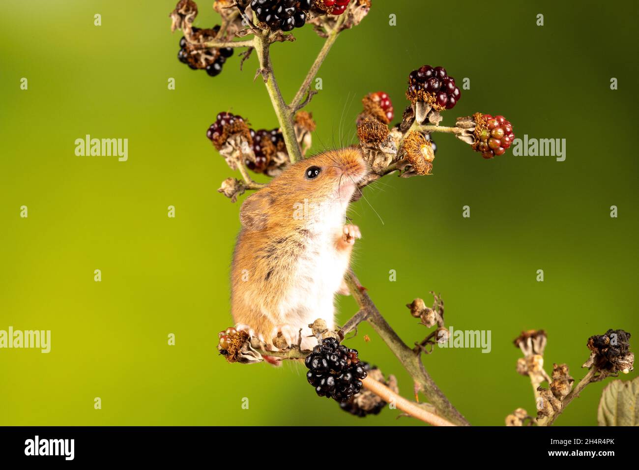 Closeup of the Eurasian harvest mouse Stock Photo - Alamy