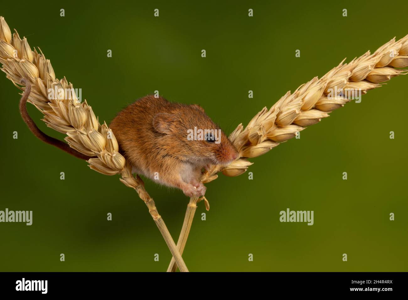 Closeup of the Eurasian harvest mouse Stock Photo - Alamy