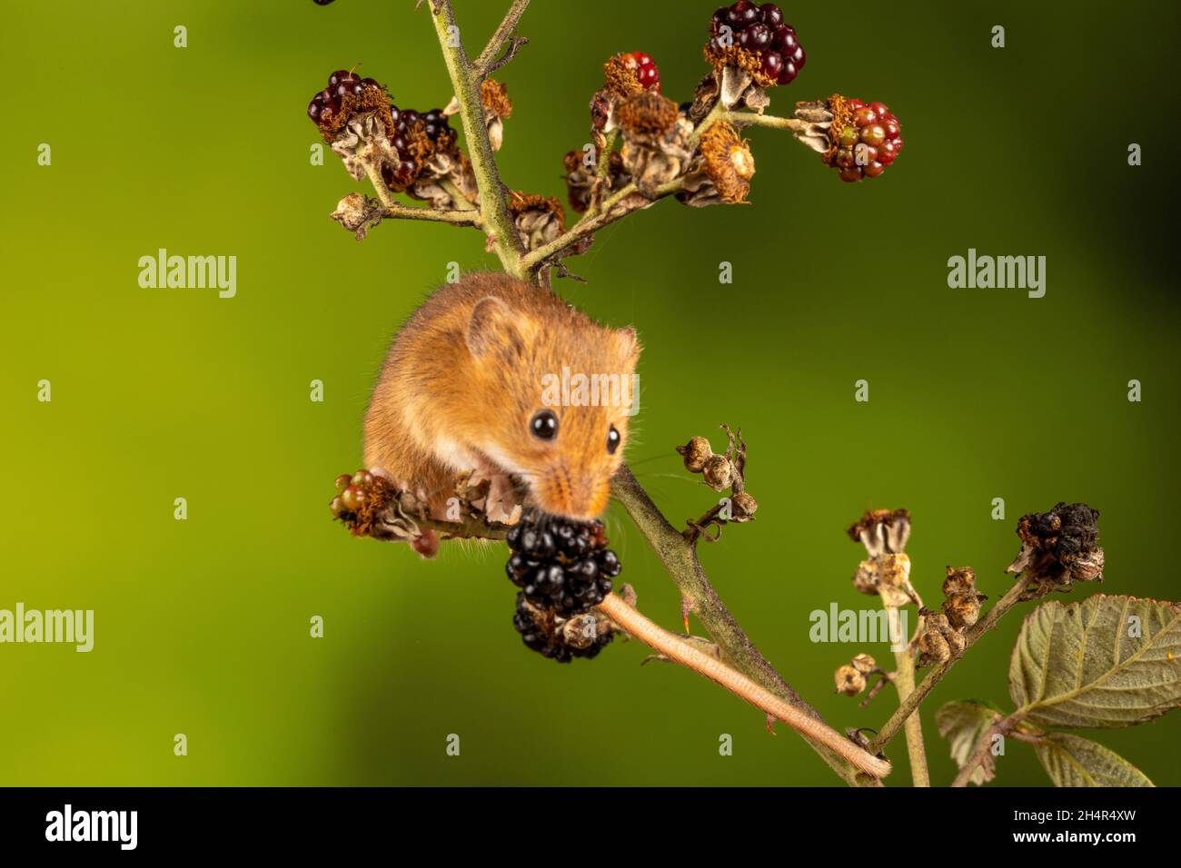 Harvest mouse berries hi-res stock photography and images - Alamy