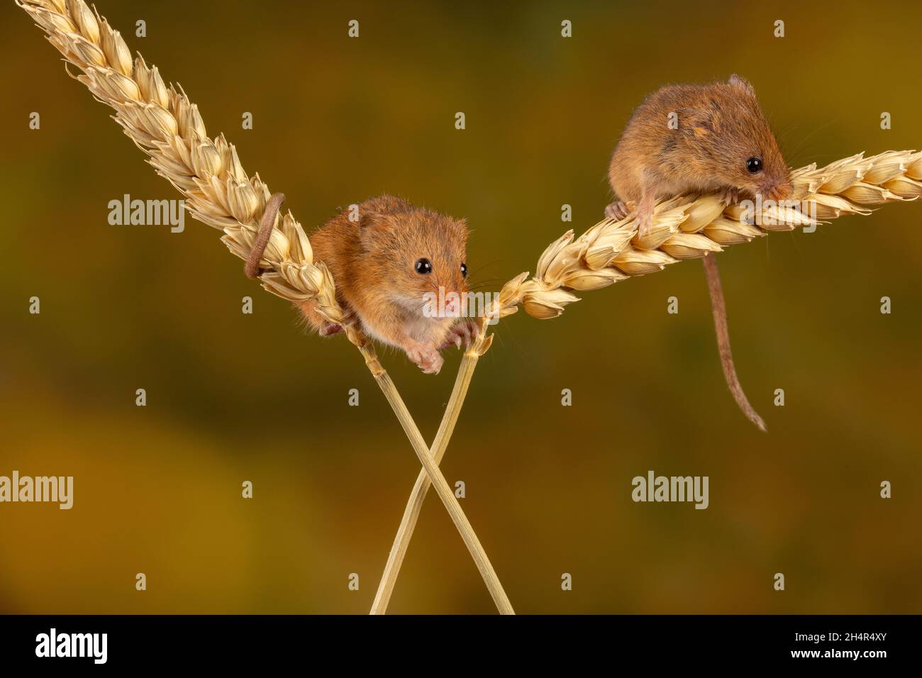 Eurasian mice hi-res stock photography and images - Alamy