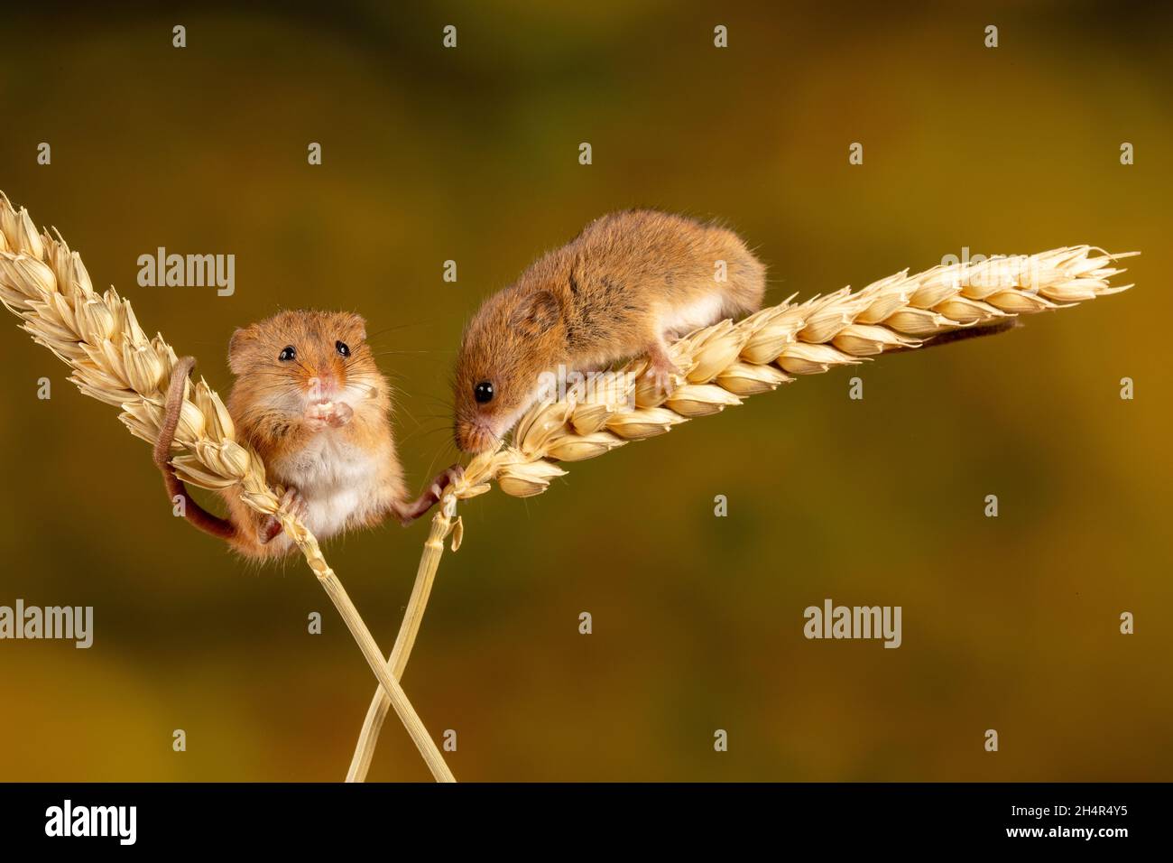 Closeup of the Eurasian harvest mice Stock Photo - Alamy
