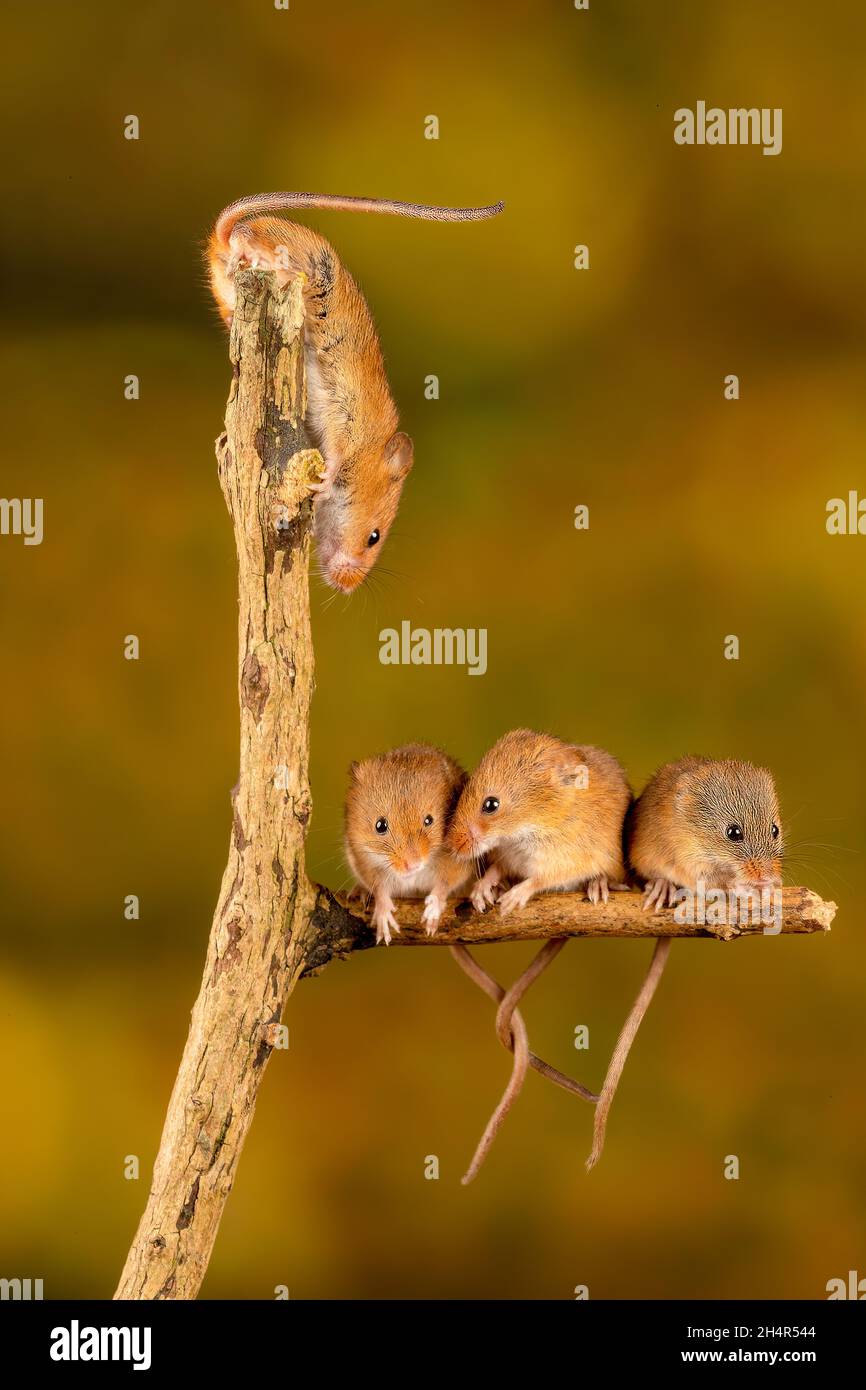 Vertical closeup of the Eurasian harvest mice Stock Photo - Alamy