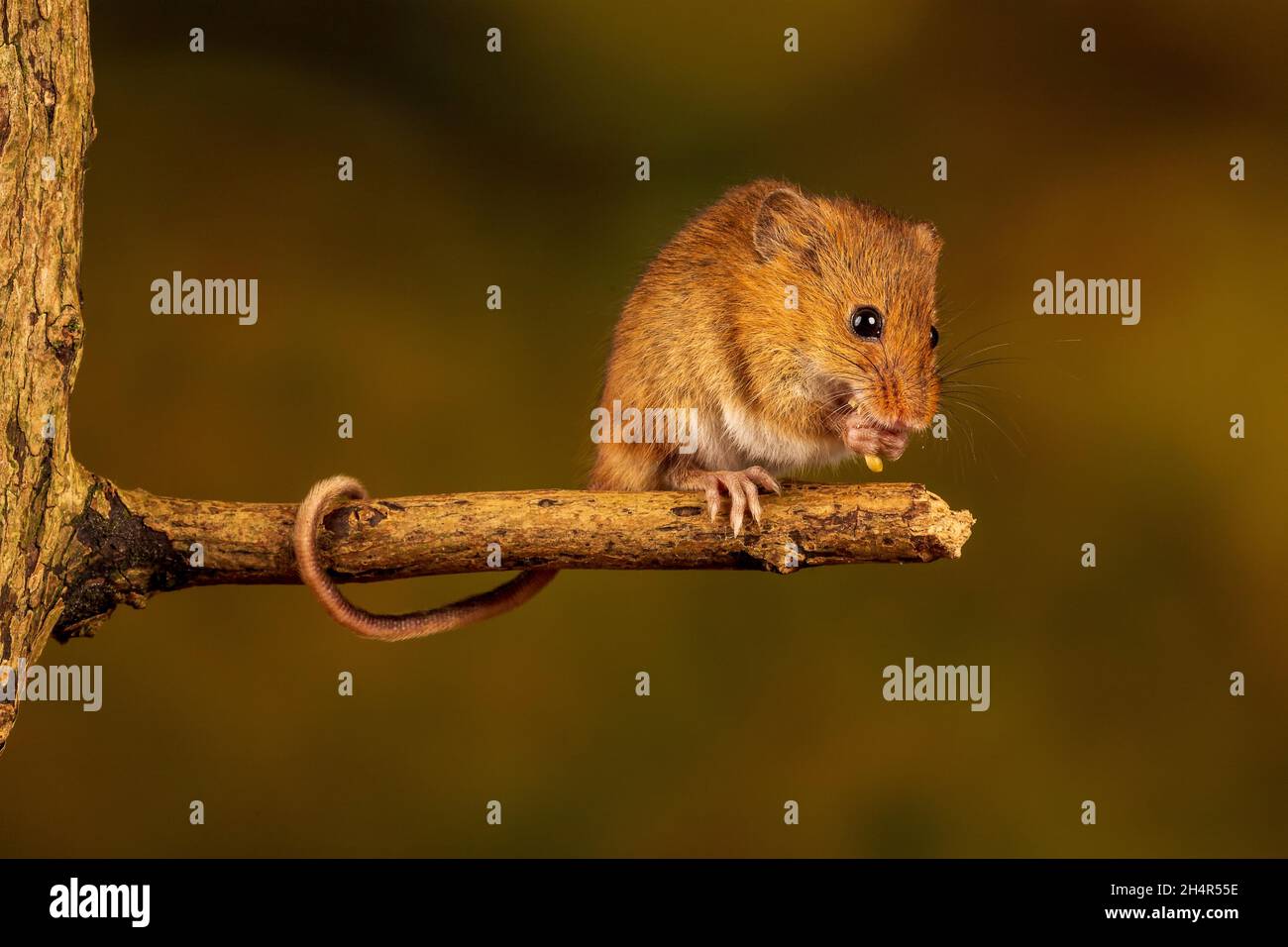 Closeup of the Eurasian harvest mouse Stock Photo - Alamy