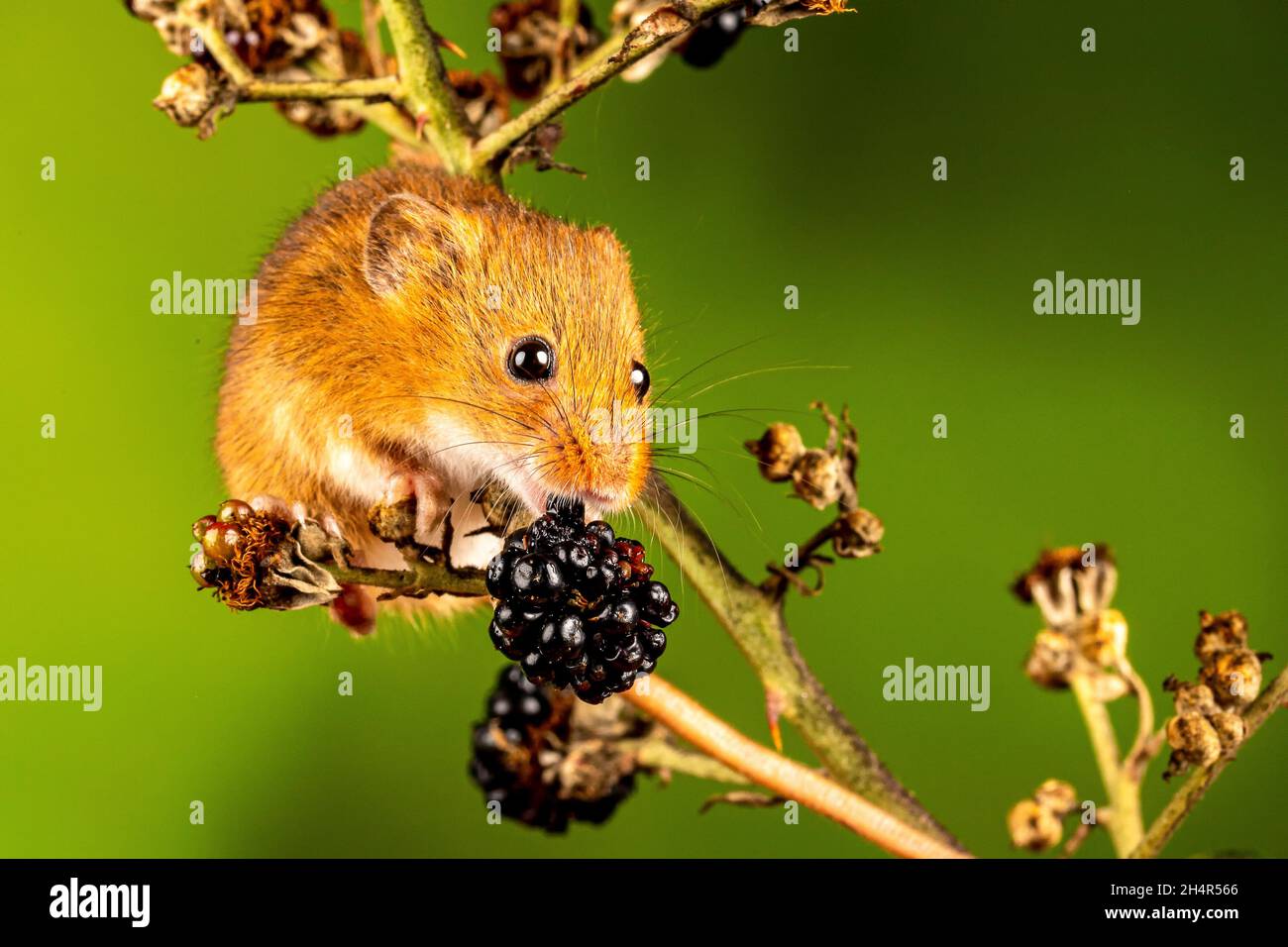 Closeup of the Eurasian harvest mouse Stock Photo - Alamy