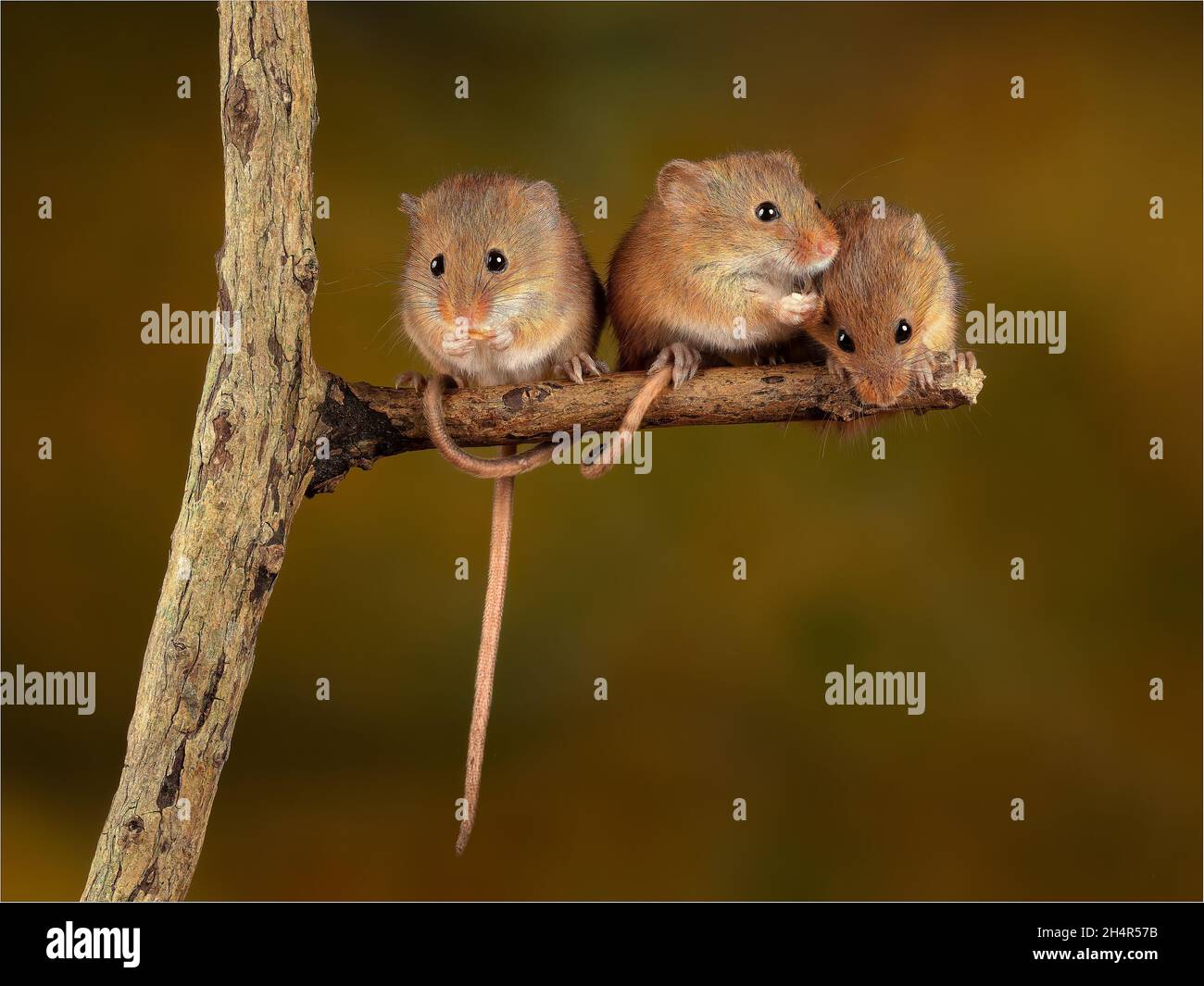 Eurasian mice hi-res stock photography and images - Alamy