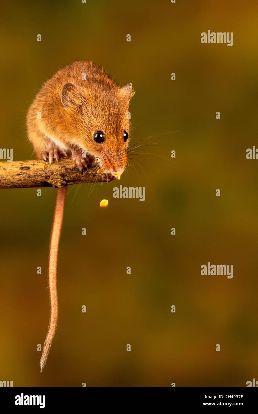 Vertical closeup of the Eurasian harvest mouse Stock Photo - Alamy