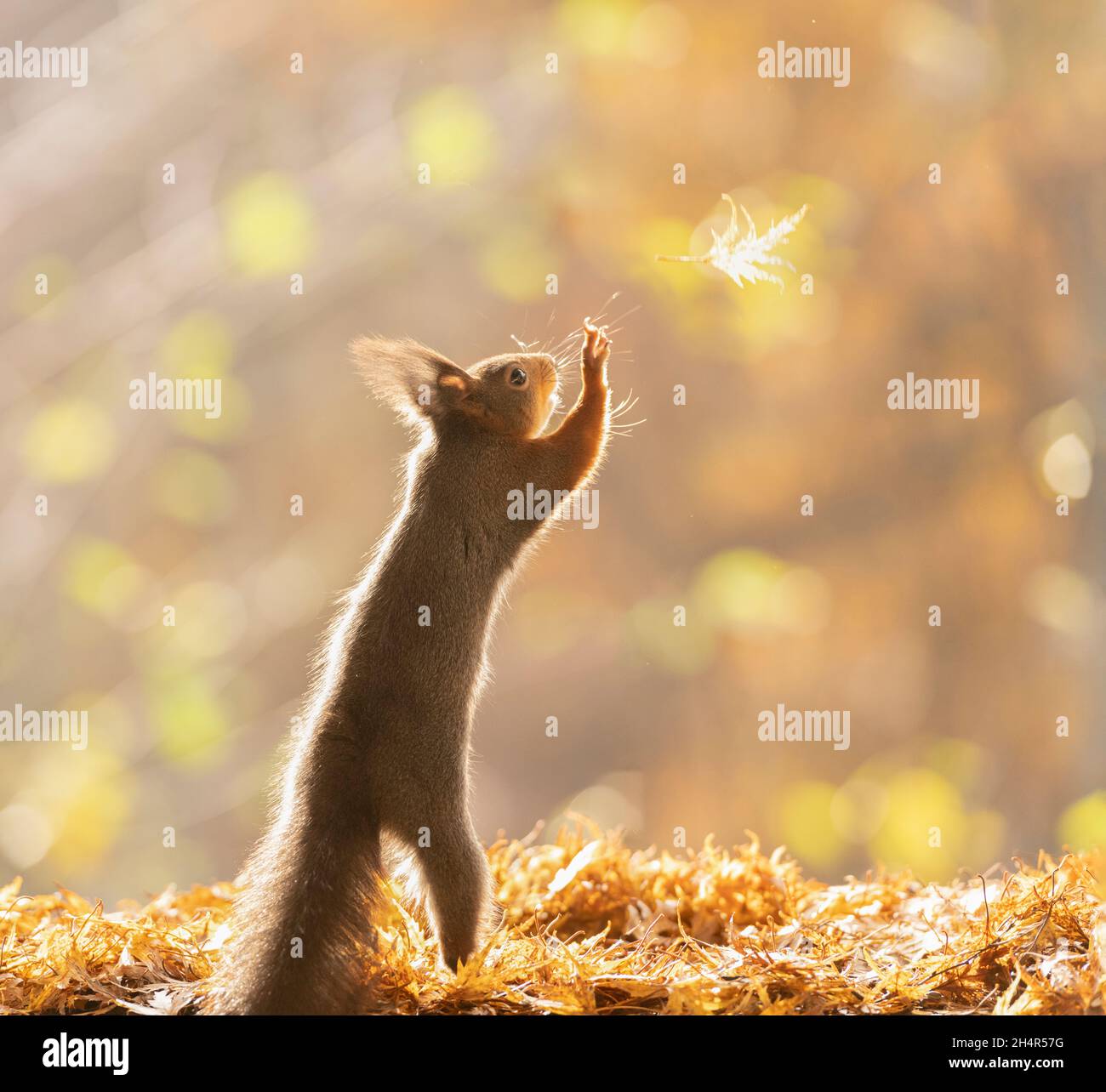 Red squirrel is reaching for a leaf hi-res stock photography and images ...