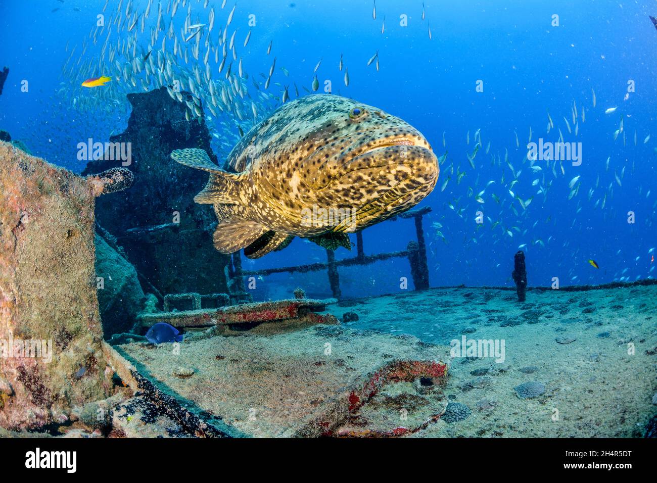 Atlantic giant grouper fish underwater hi-res stock photography and ...