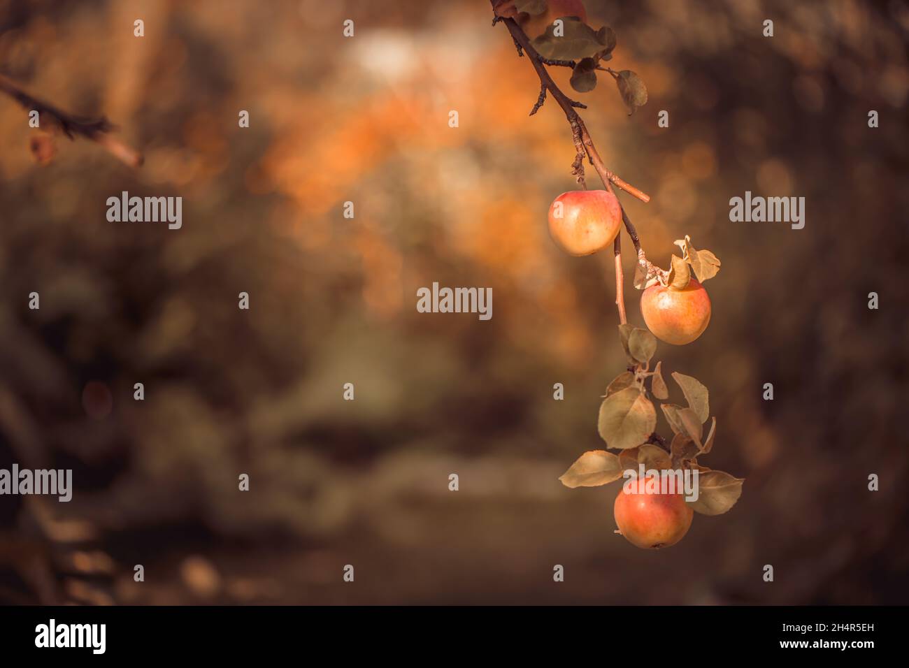 Ingathering hi-res stock photography and images - Alamy