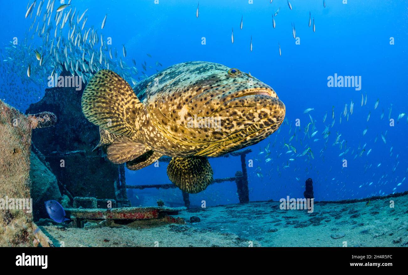 Atlantic giant grouper fish underwater hi-res stock photography and ...