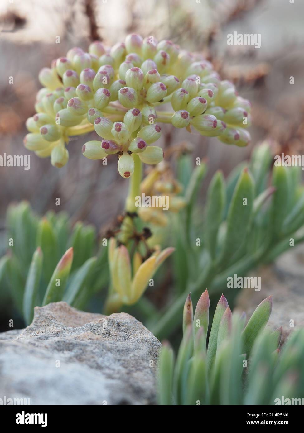 Aplant hi-res stock photography and images - Alamy