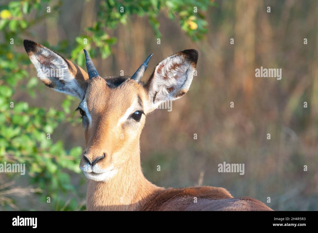Tête de springbok Stock Photo - Alamy