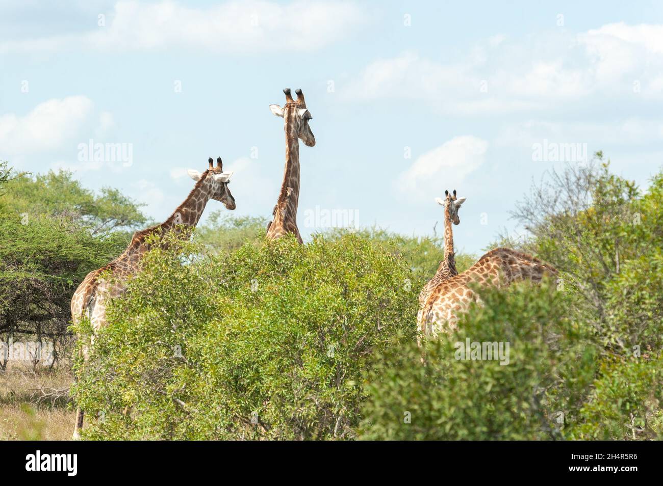 Girafes hi-res stock photography and images - Alamy