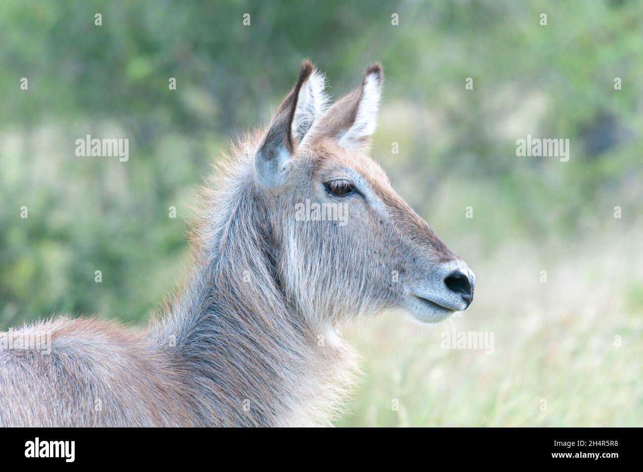 Cobe defassa hi-res stock photography and images - Alamy