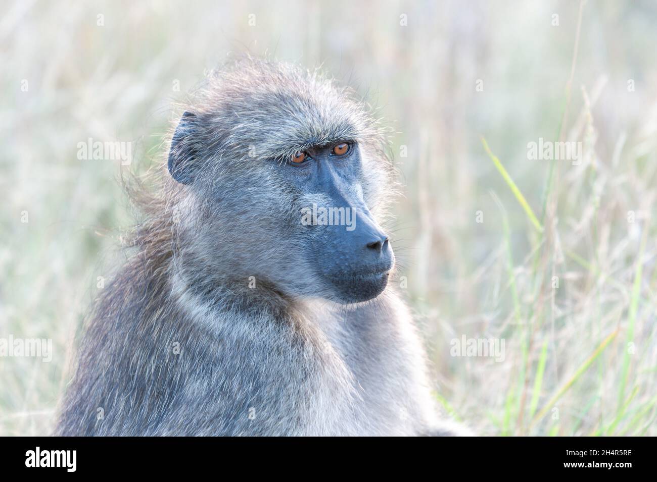 Tête de singe Stock Photo - Alamy