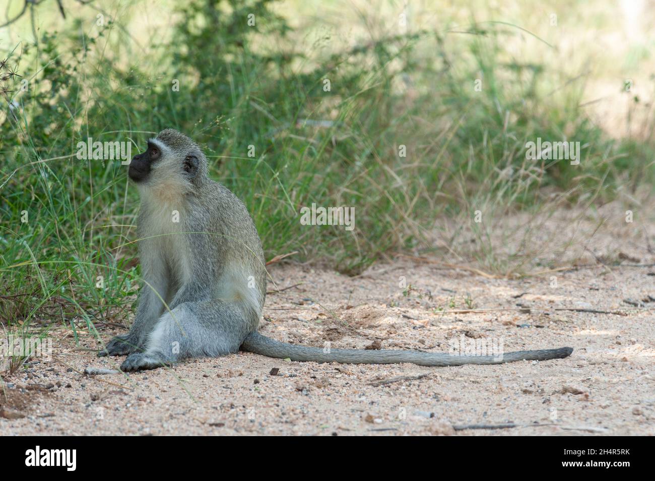 Un singe assis Stock Photo - Alamy