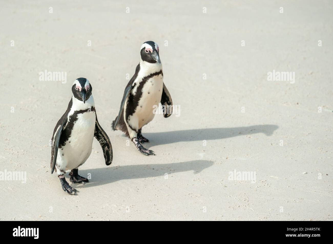 Pingouin High Resolution Stock Photography and Images - Alamy