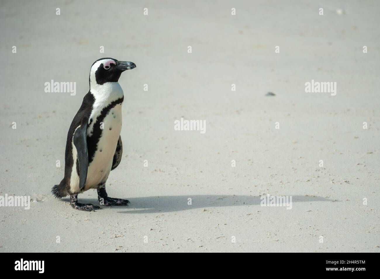 Pingouin hi-res stock photography and images - Alamy