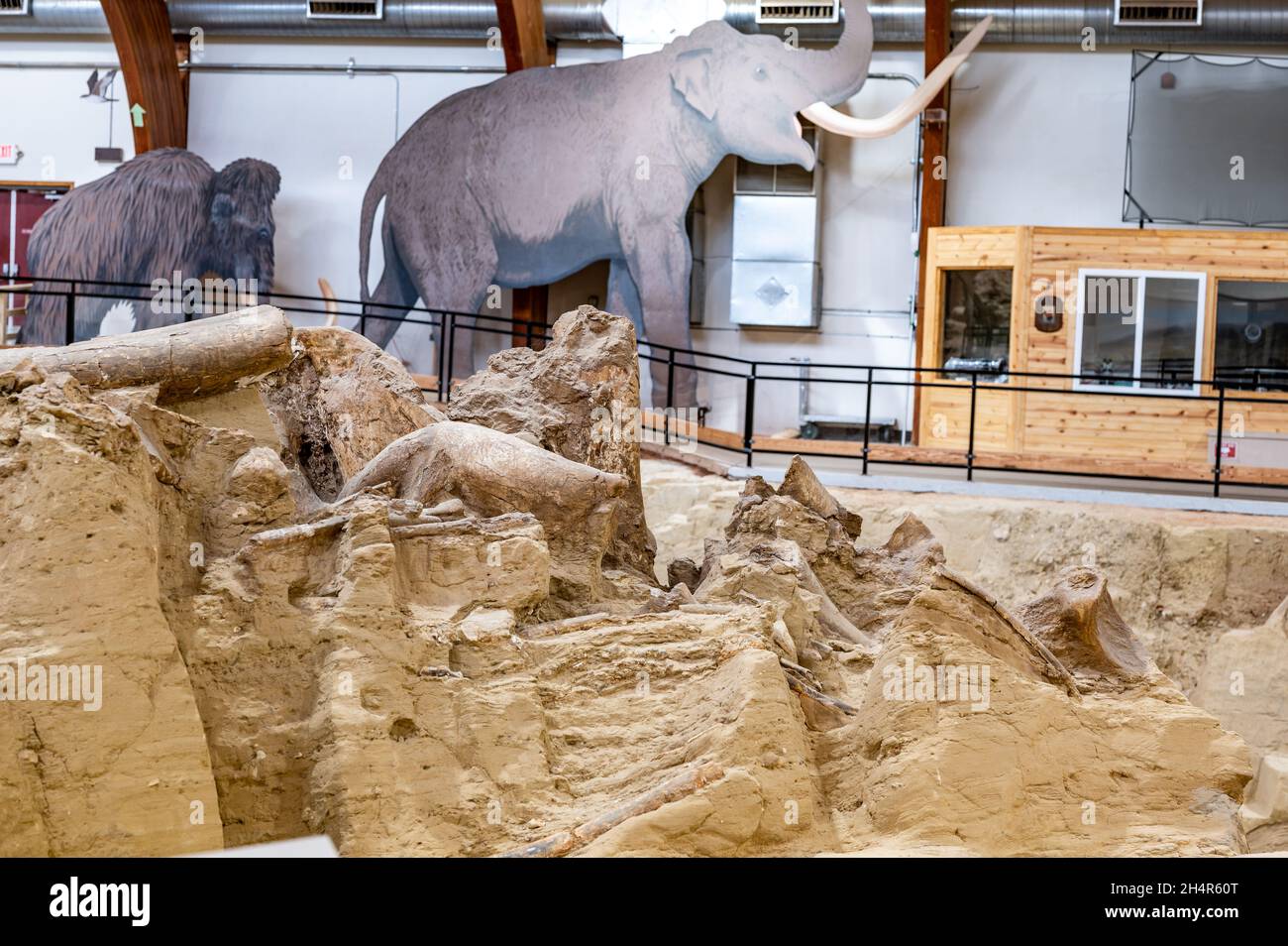 Hot Springs, South Dakota -10.2021: bones being excavated at the ...