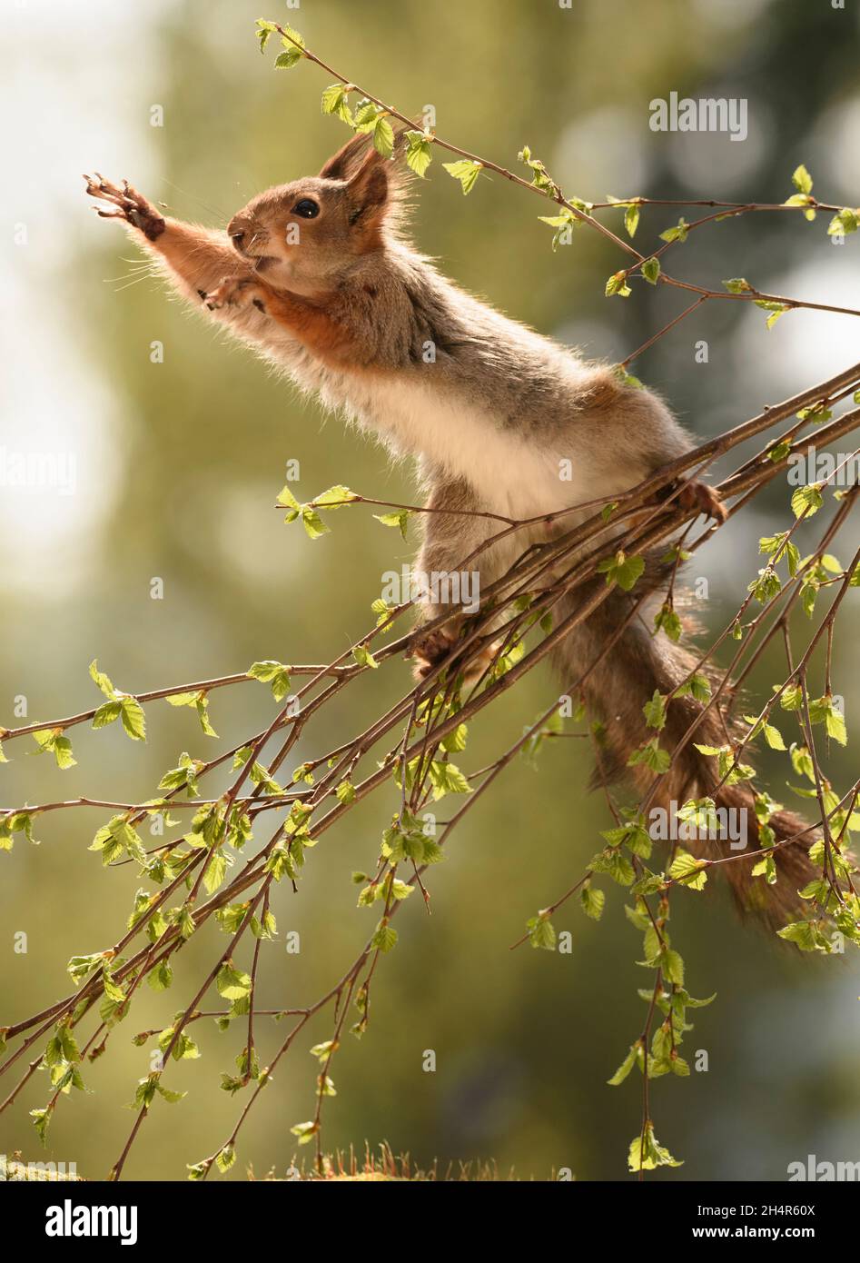 red squirrel is reaching from a branch with leaves Stock Photo - Alamy