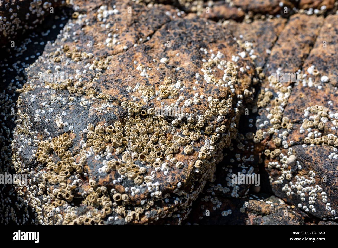 Sessile barnacle hi-res stock photography and images - Alamy