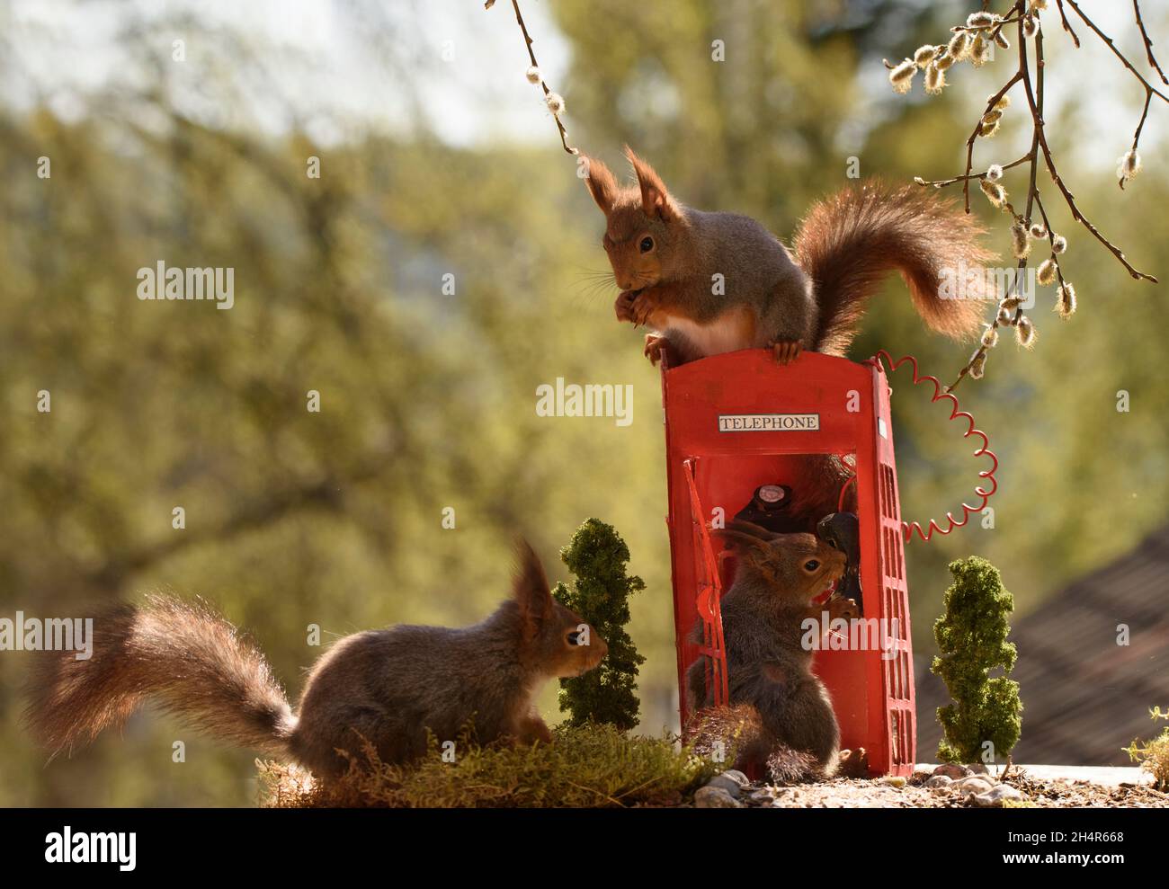 Three squirrels together hi-res stock photography and images - Alamy