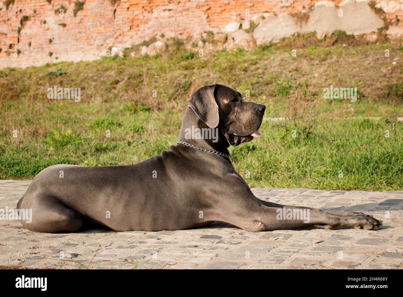 great dane dog, dog, pedigree, breed, animal, beautiful, nice, cute ...
