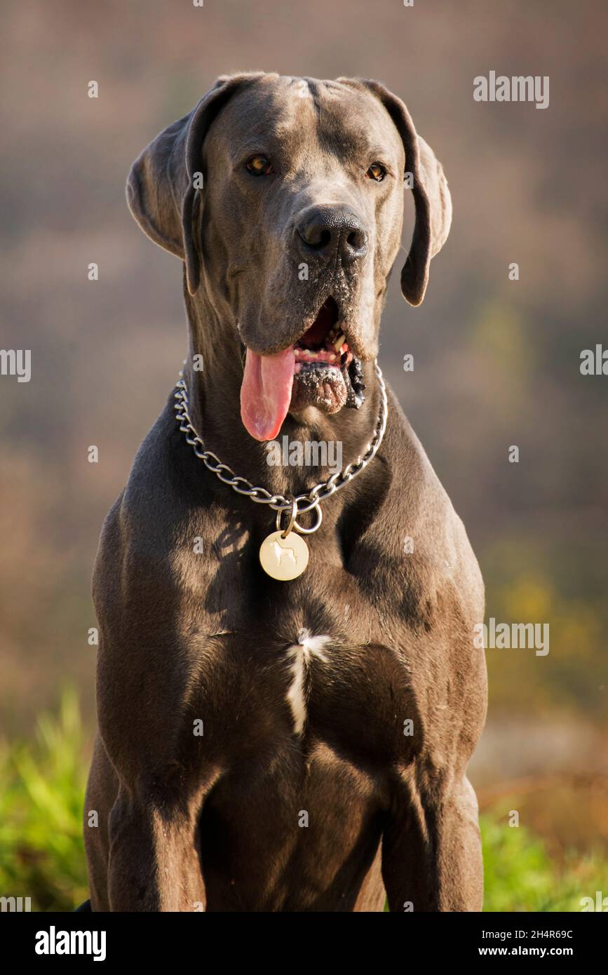 great dane dog, dog, pedigree, breed, animal, beautiful, nice, cute ...