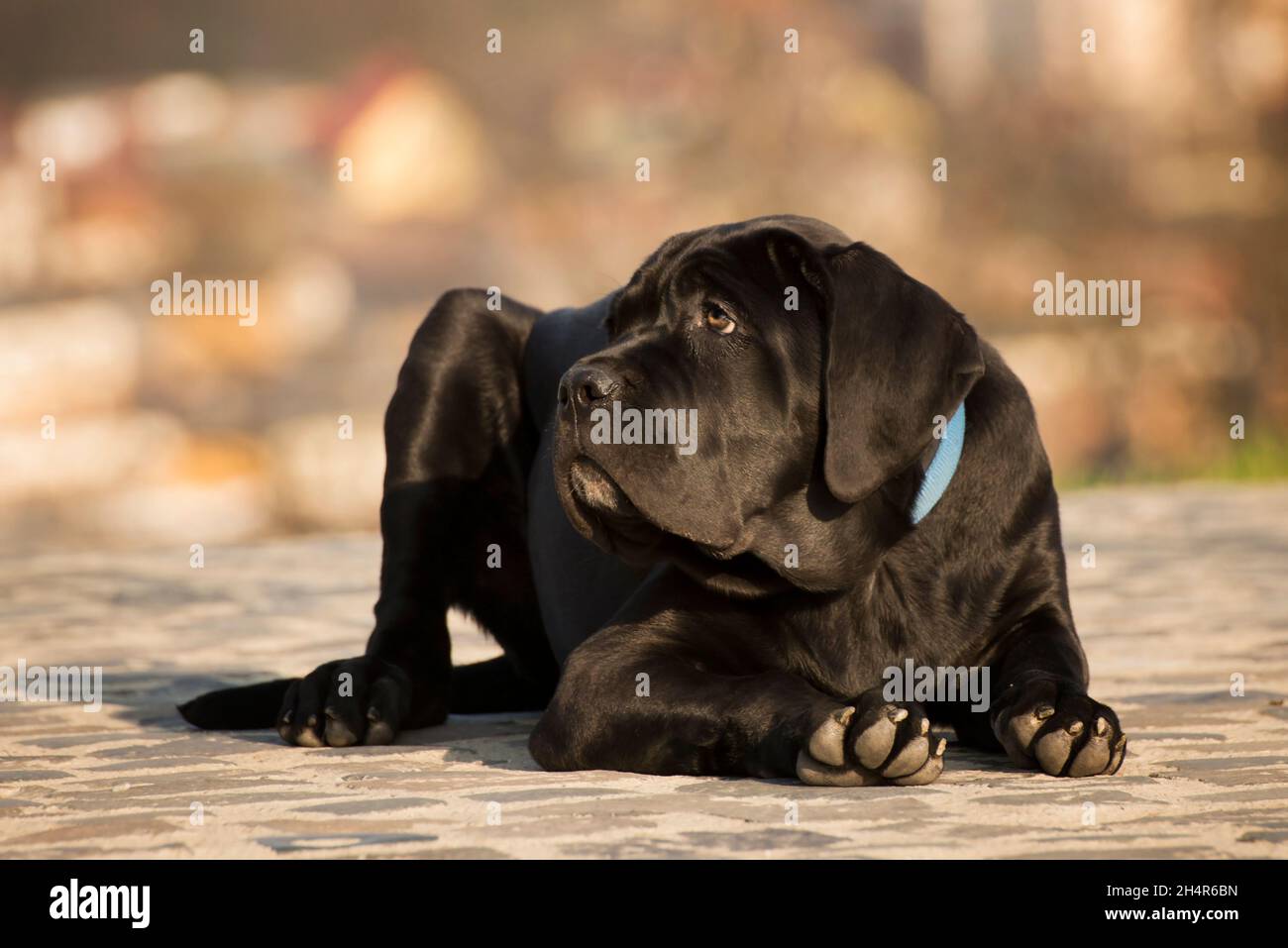 great dane dog, dog, pedigree, breed, animal, beautiful, nice, cute ...