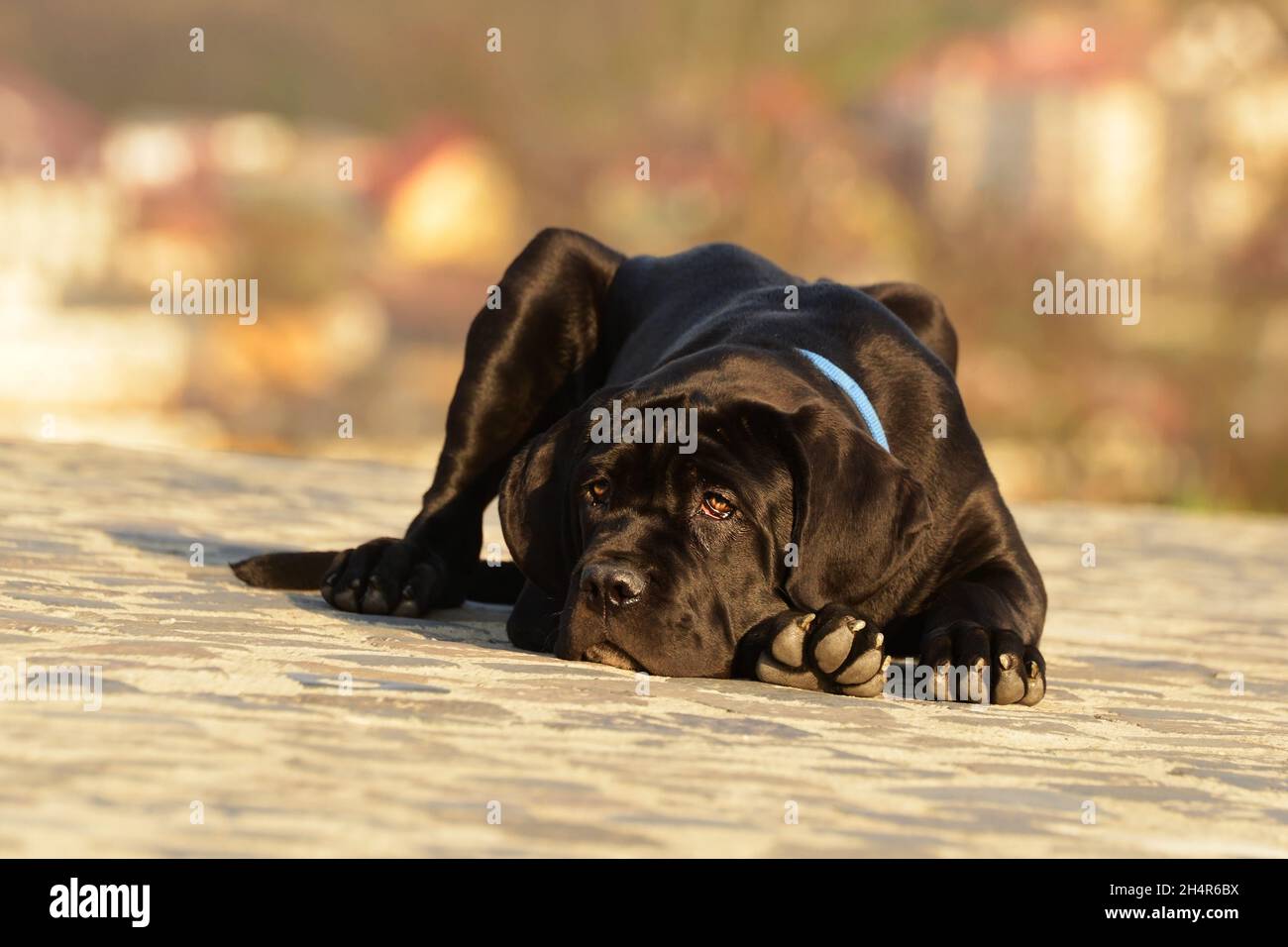 great dane dog, dog, pedigree, breed, animal, beautiful, nice, cute ...