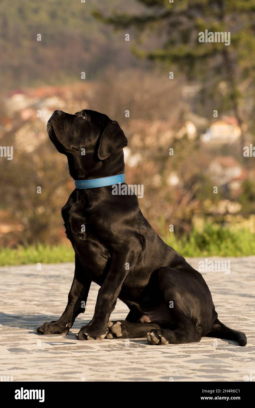 great dane dog, dog, pedigree, breed, animal, beautiful, nice, cute ...