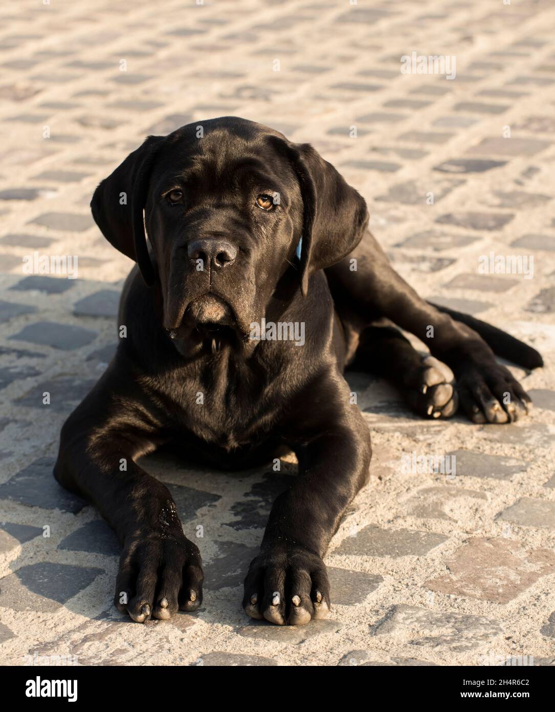 great dane dog, dog, pedigree, breed, animal, beautiful, nice, cute ...