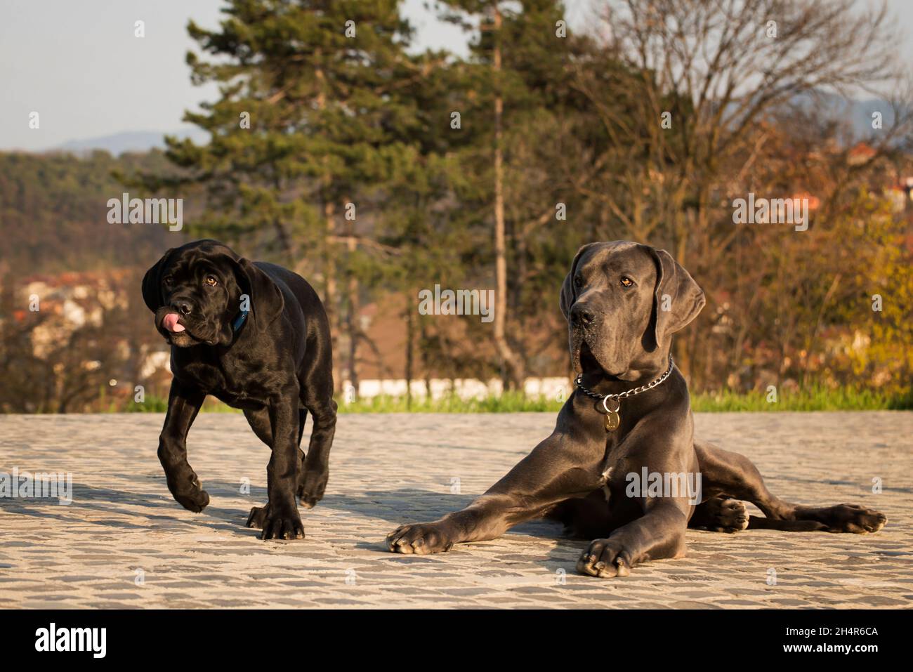 great dane dog, dog, pedigree, breed, animal, beautiful, nice, cute ...
