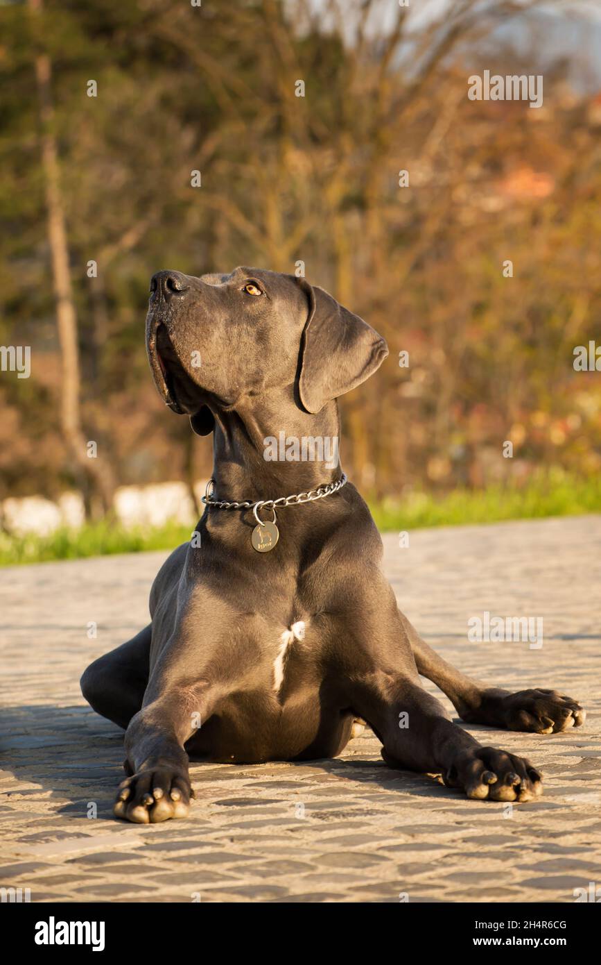 great dane dog, dog, pedigree, breed, animal, beautiful, nice, cute ...