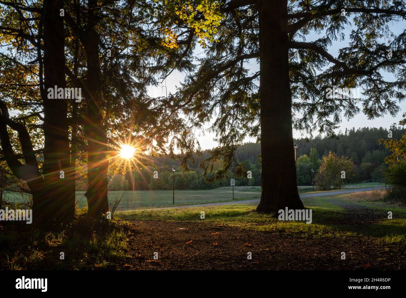 Blazing sun seen through tall green trees near the Royal Roads ...