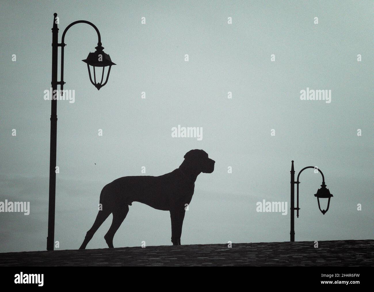 great dane dog, dog, pedigree, breed, animal, beautiful, nice, cute ...