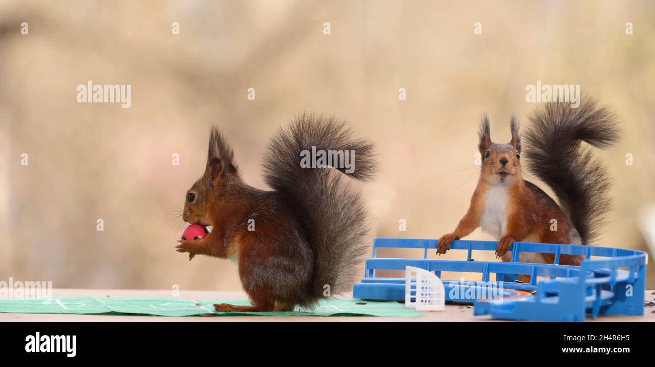 red squirrels are standing in a football stadium Stock Photo - Alamy