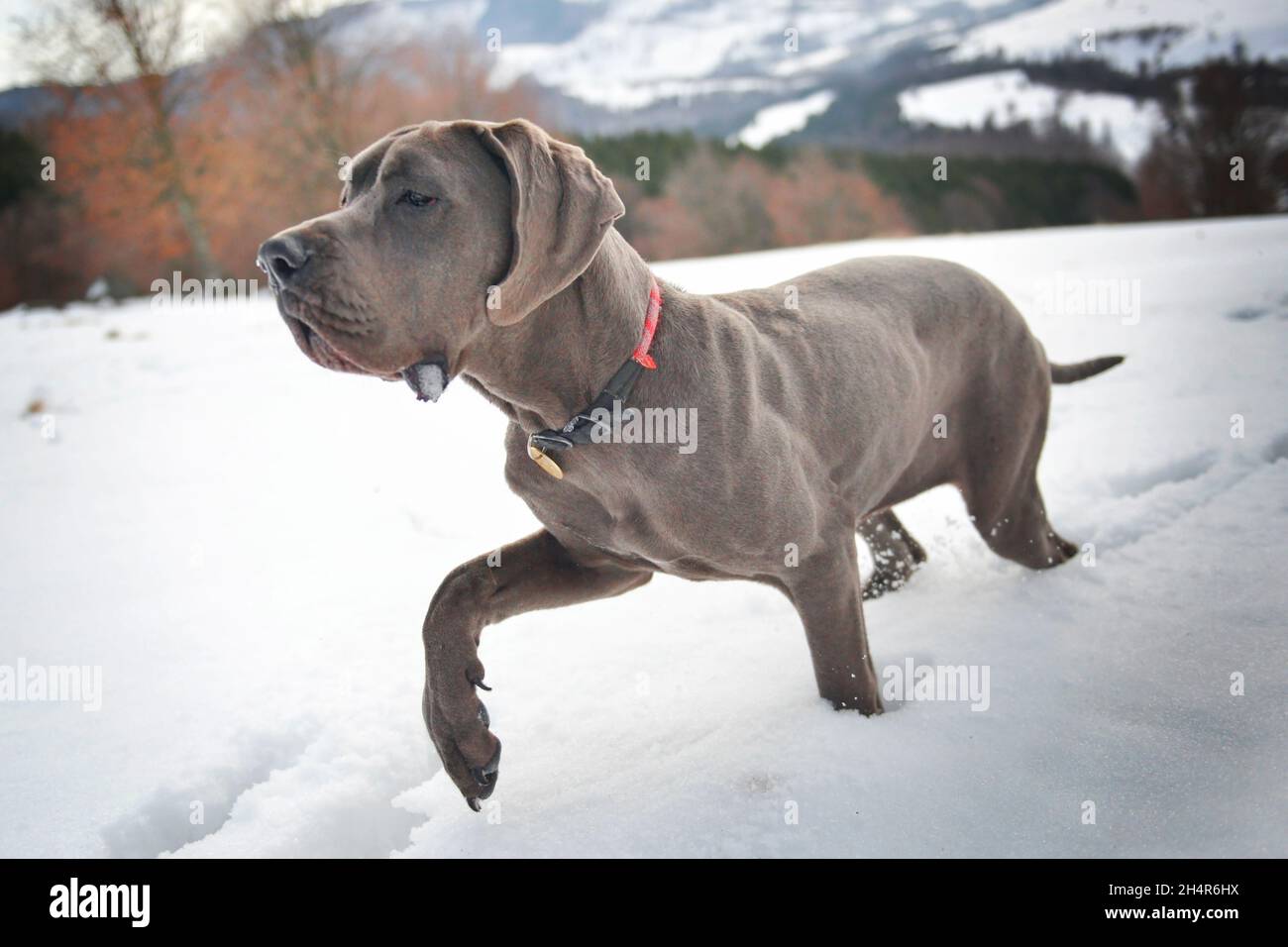 great dane dog, dog, pedigree, breed, animal, beautiful, nice, cute ...