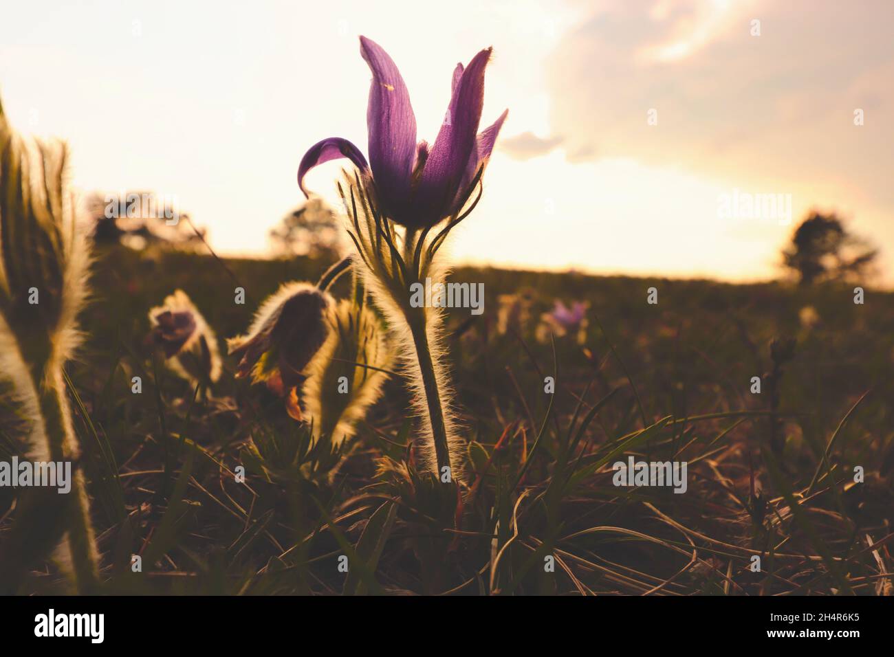 Beautiful violet pasque flowers in early spring during golden sunset ...