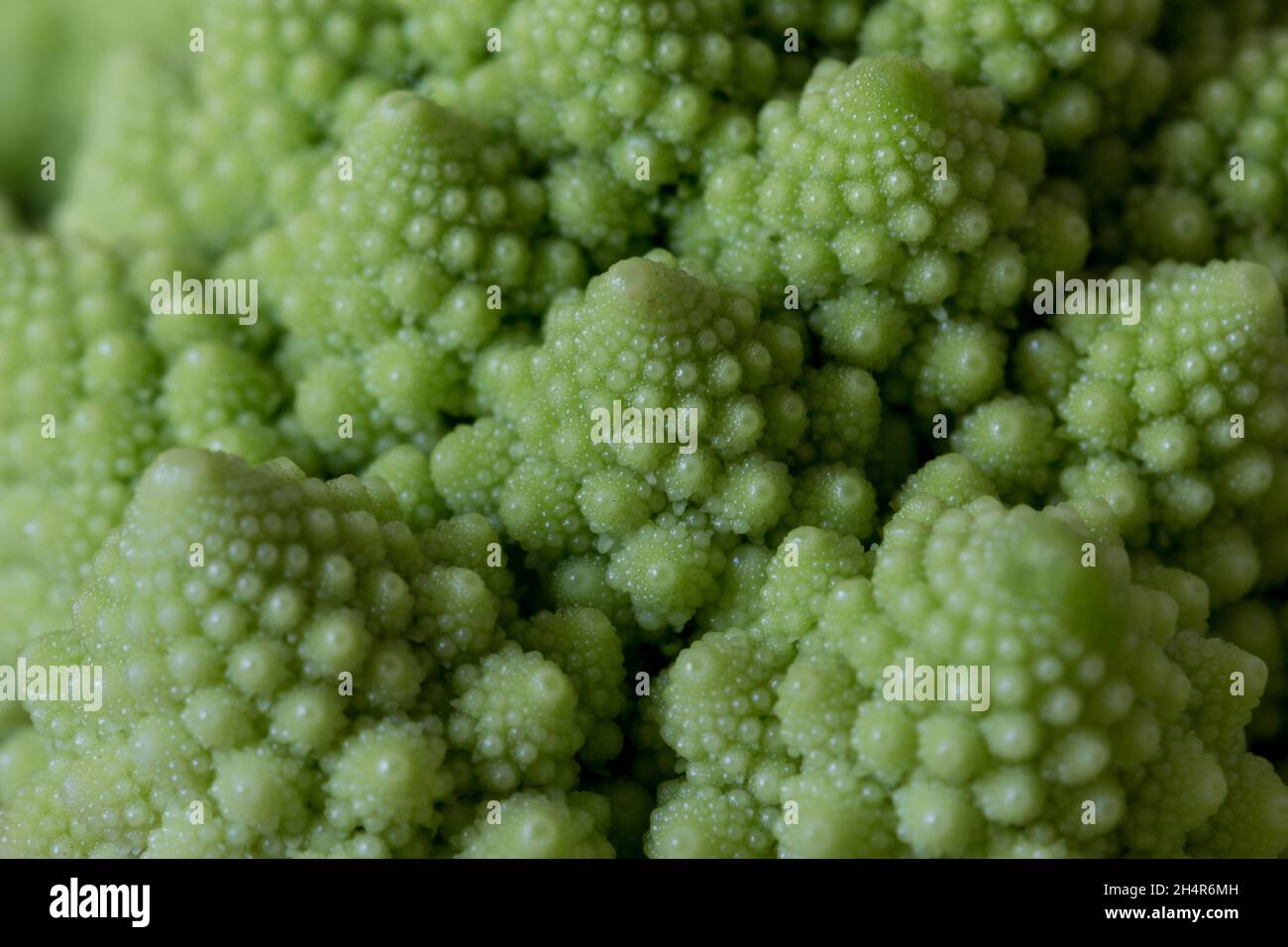 Macro of the surface of a romanesco cauliflower Stock Photo - Alamy
