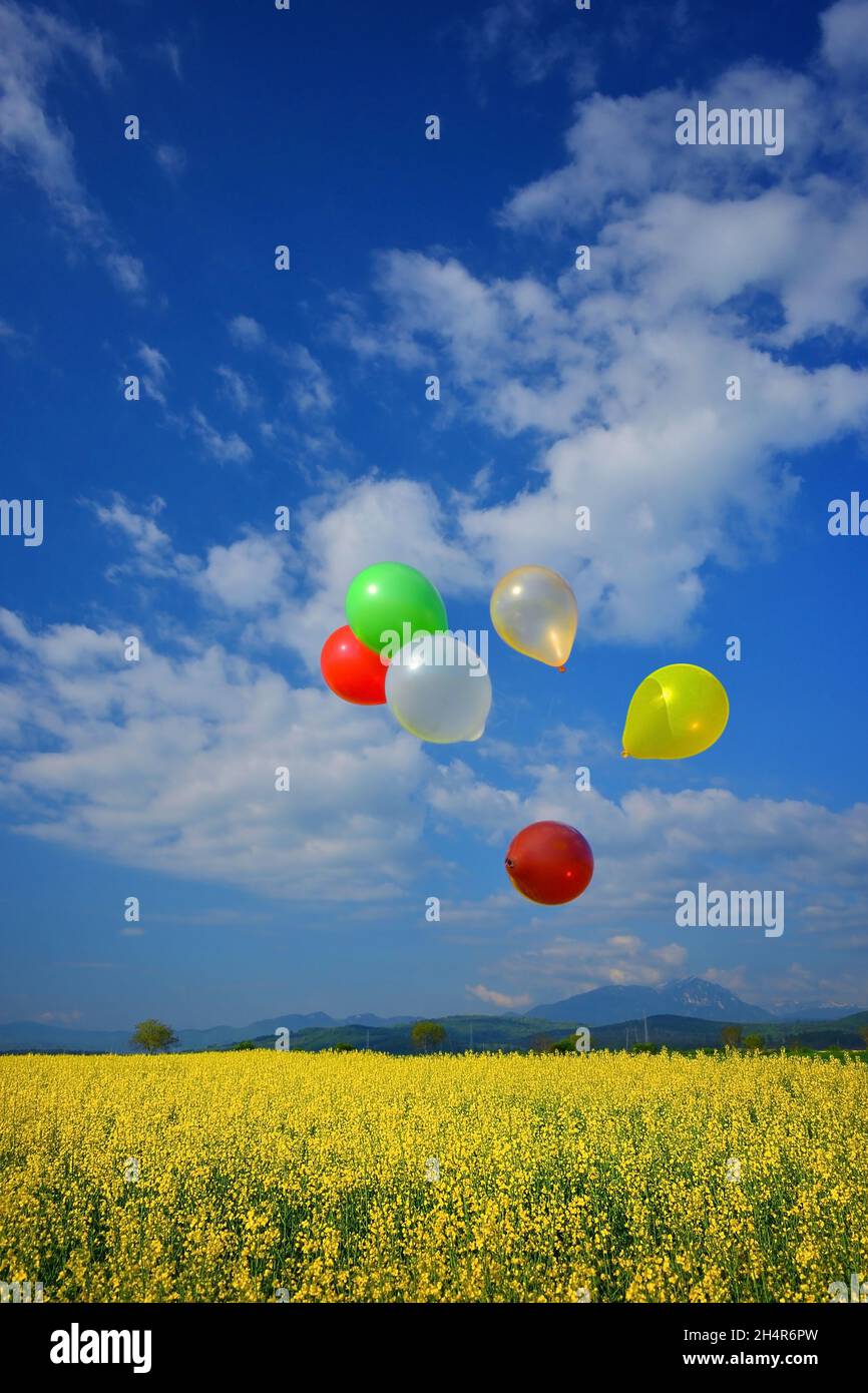 canola, canola field, yellow, baloons, meadow, rape, summer, spring ...