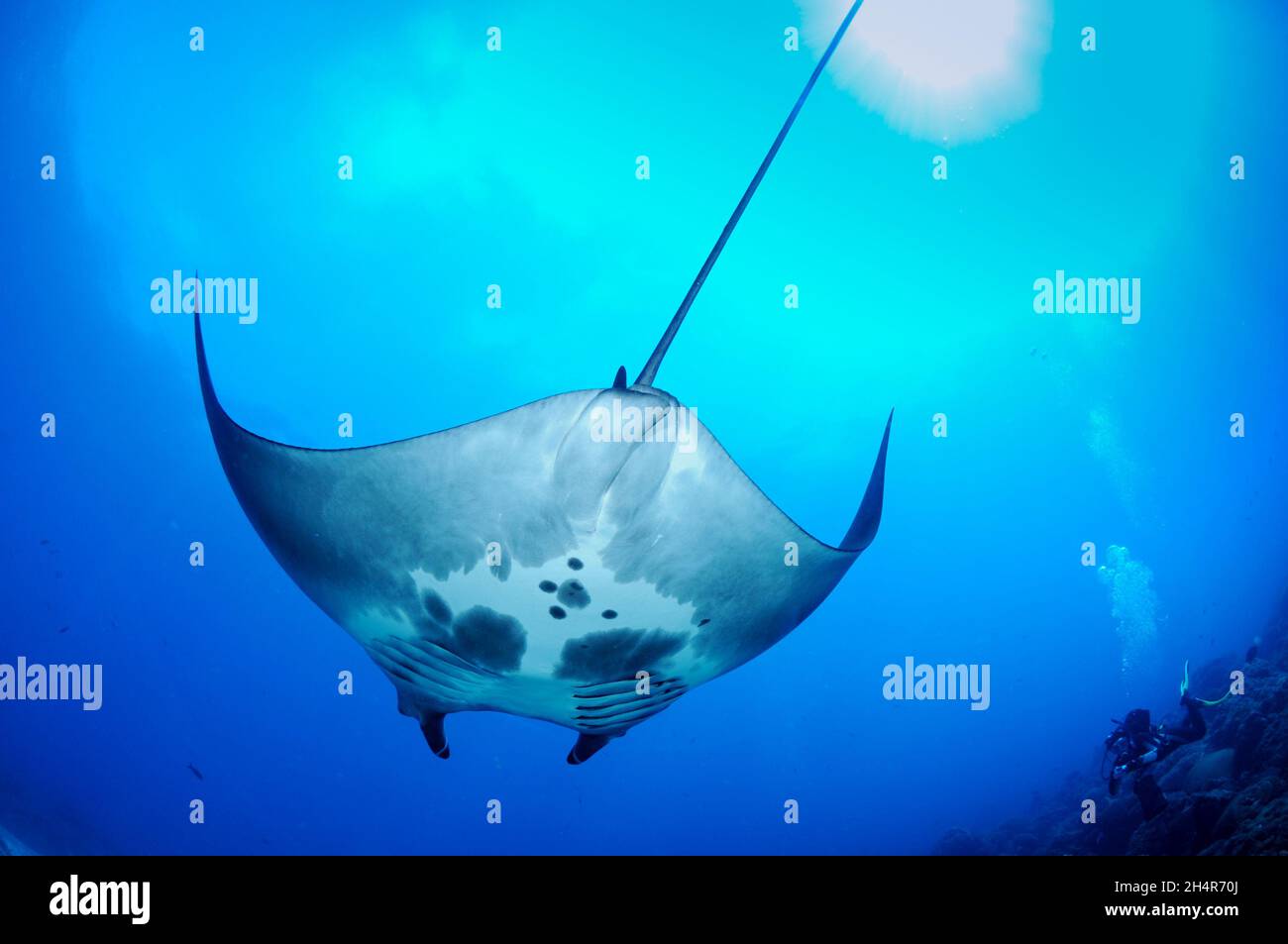 Manta ray eating tiny plankton in Flower Garden Banks National Marine ...