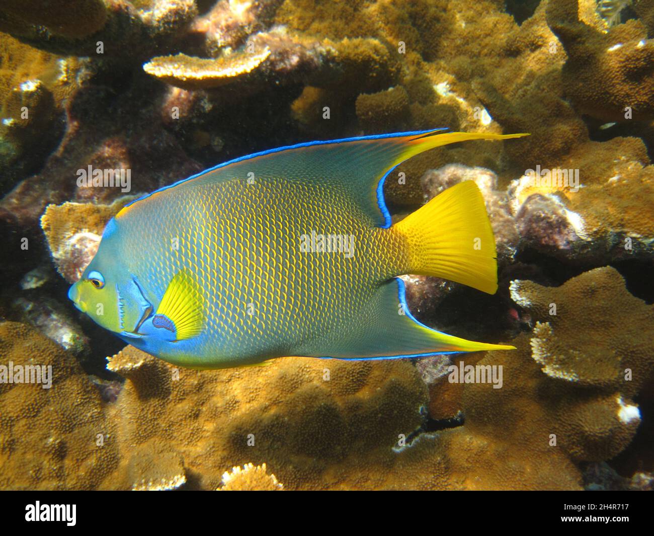 Saltwater fish, like this Townsend angelfish from Florida Keys National ...