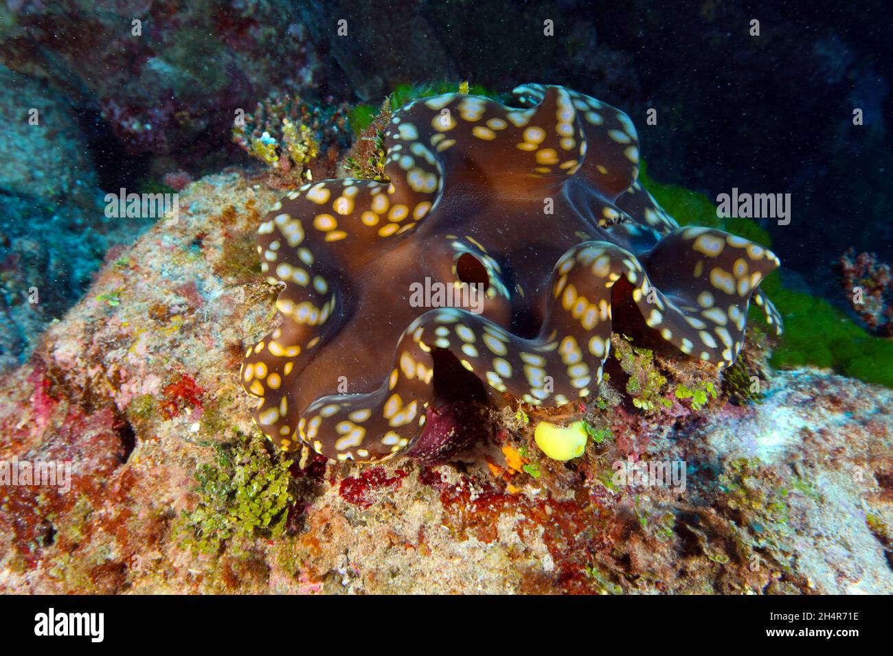 Closeup of a beautiful giant clam in the National Marine Sanctuary of ...