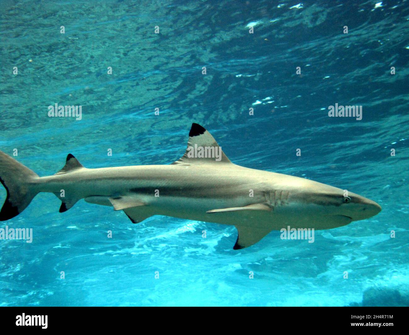 Blacktip reef shark swimming through the National Marine Sanctuary of ...